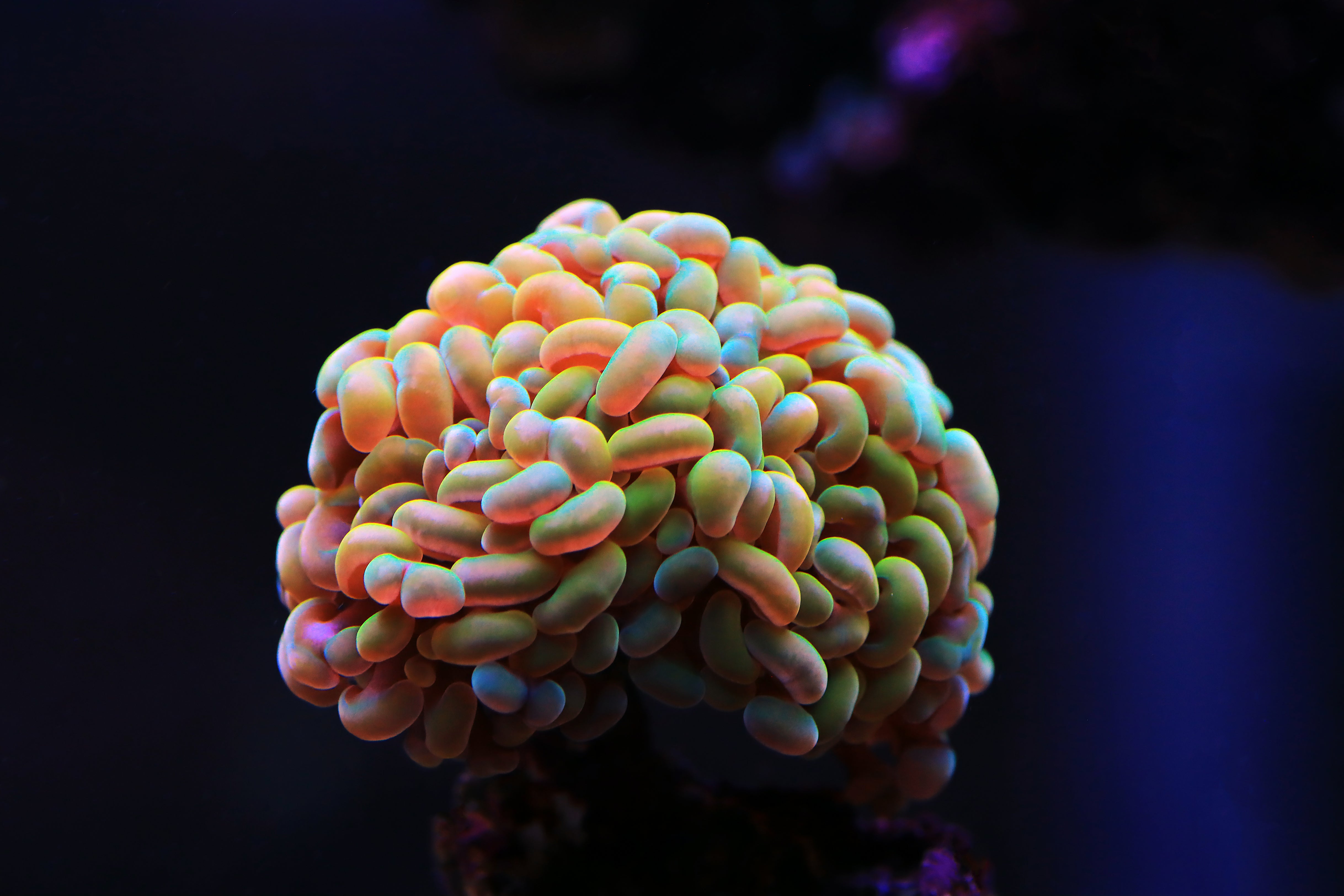 The Full Coral Collection | Lunar Tide Aquatics